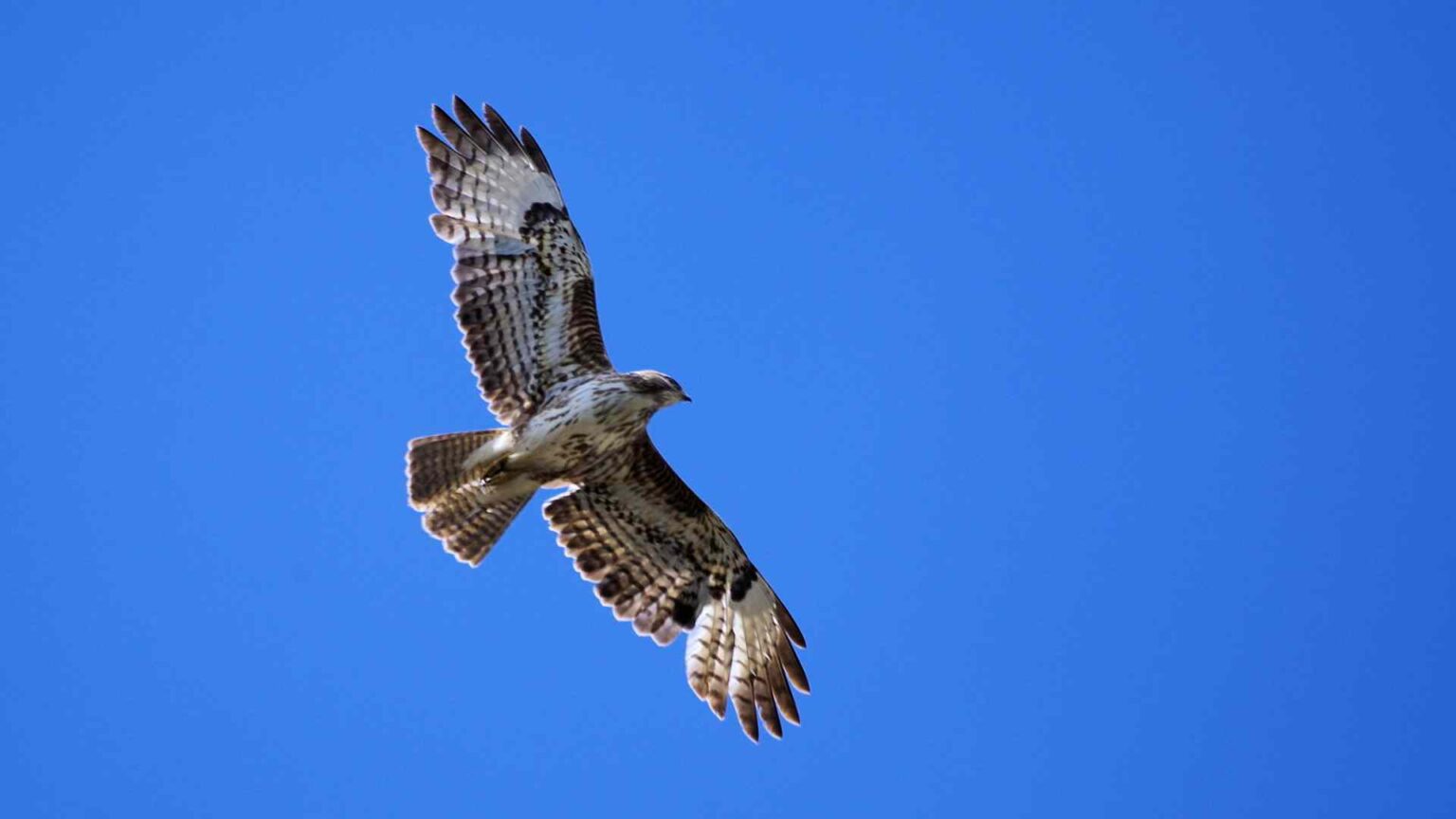 The rise, fall and resurrection of the Buzzard