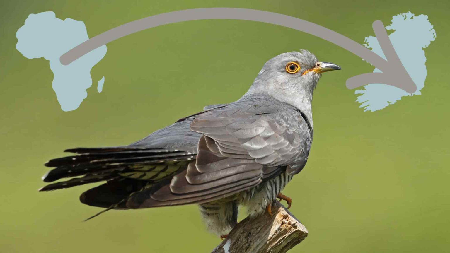 The Cuckoo has landed in Ireland