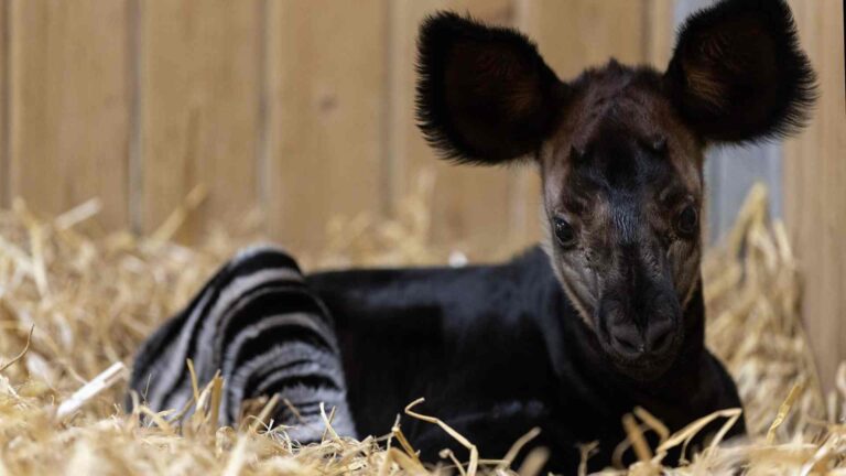 Rare Okapi Calf Born at Dublin Zoo