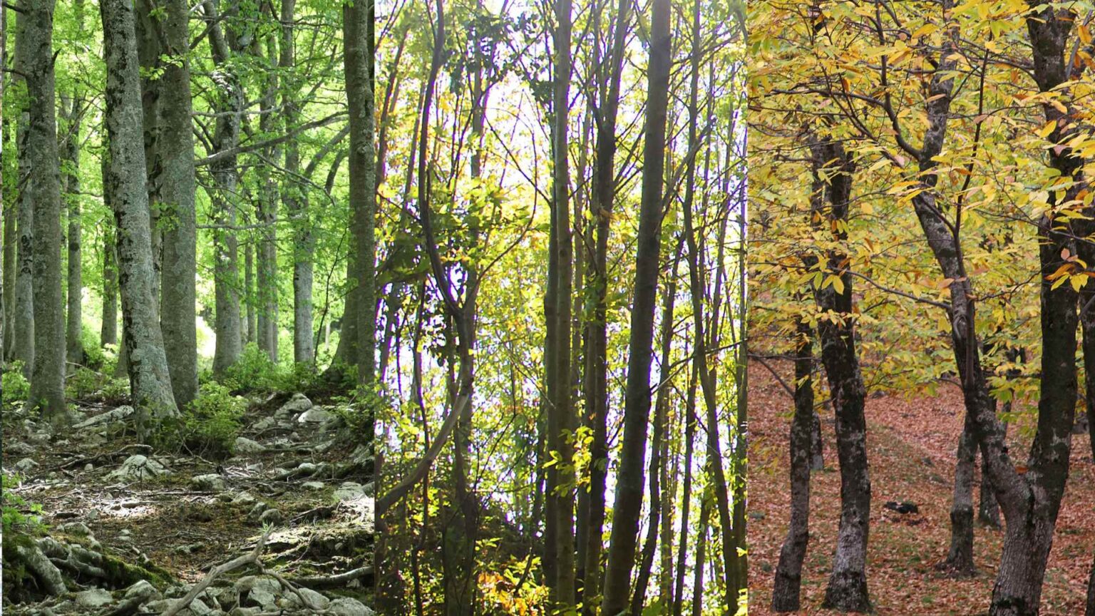 Autumn Outlook: Met Éireann updates Extended Range Forecast